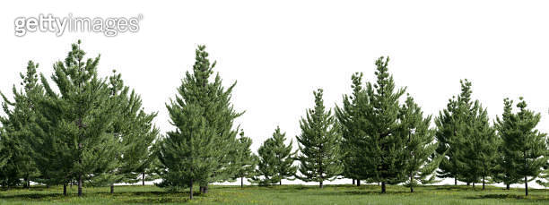 3D render Realistic evergreen Tree and grass field in nature, Pine ...