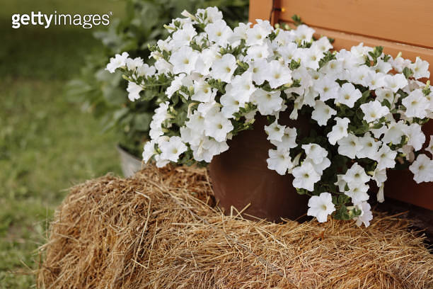 White petunias in terracotta pot on hay 이미지 (1740799489) - 게티이미지뱅크