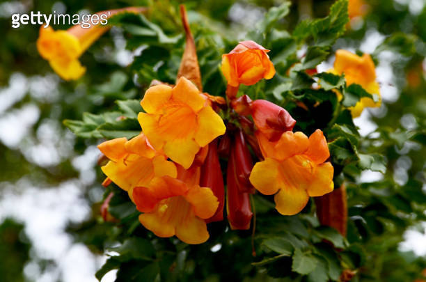 Tecoma stans Orange Jubilee flowers also called Ginger thomas or ...