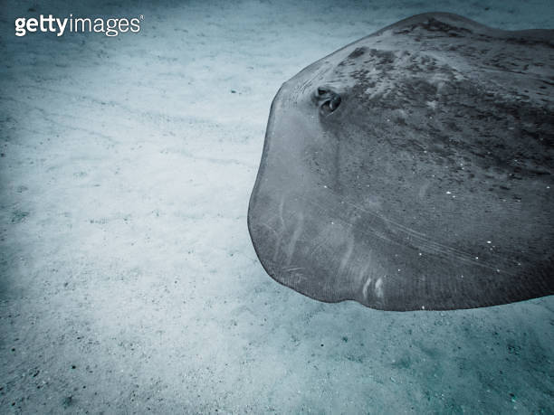 Pink whipray (Pateobatis fai) in the shallow lagoon of Moorea, French ...