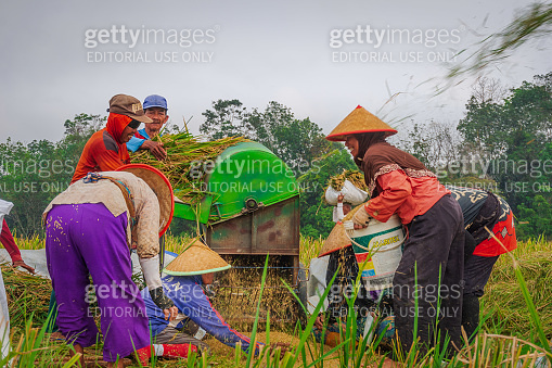 During the dry season and the El Nino storm which rice farmers ...