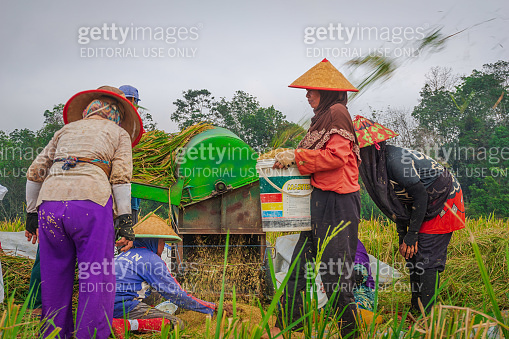During the dry season and the El Nino storm which rice farmers ...