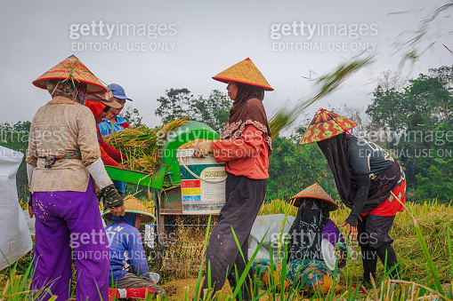 During the dry season and the El Nino storm which rice farmers ...