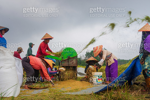 During the dry season and the El Nino storm which rice farmers ...