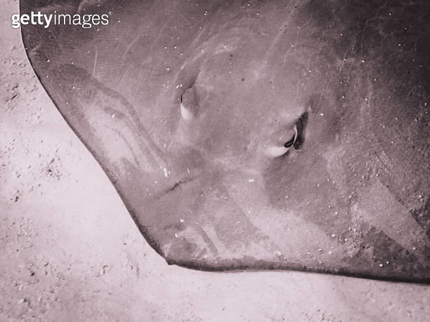 Pink whipray (Pateobatis fai) in the shallow lagoon of Moorea, French ...