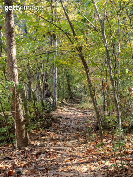 Wooded Trail with Fallen Leaves in Early Autumn 이미지 (1815202249) - 게티이미지뱅크