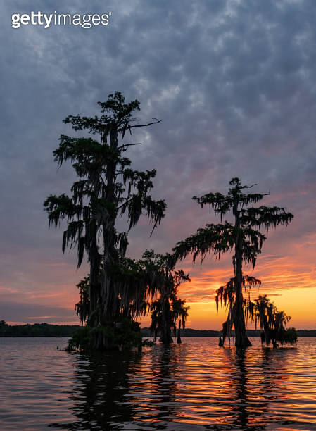 Dramatic Sunset at a Louisiana Bayou Swamp with Bald Cypress Trees 이미지 ...