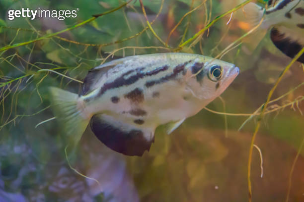 The archerfish spinner fish or archer fish form a monotypic family ...
