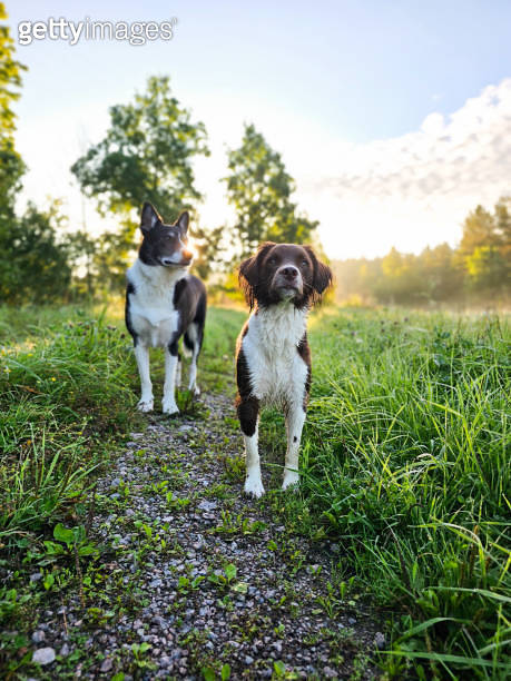 Close-up of two dogs on forest road. 이미지 (1651961869) - 게티이미지뱅크