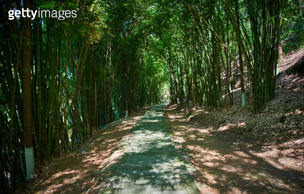 Bamboo forest path in Jinping Mountain, Langzhong Ancient City, Sichuan ...