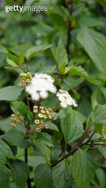 flowers of Ageratina adenophora also known as Maui pamakani, Mexican ...