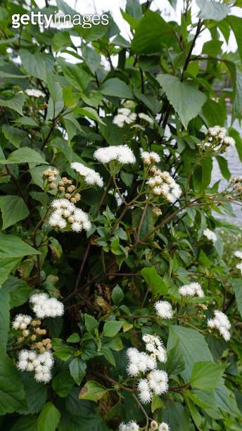 flowers of Ageratina adenophora also known as Maui pamakani, Mexican ...