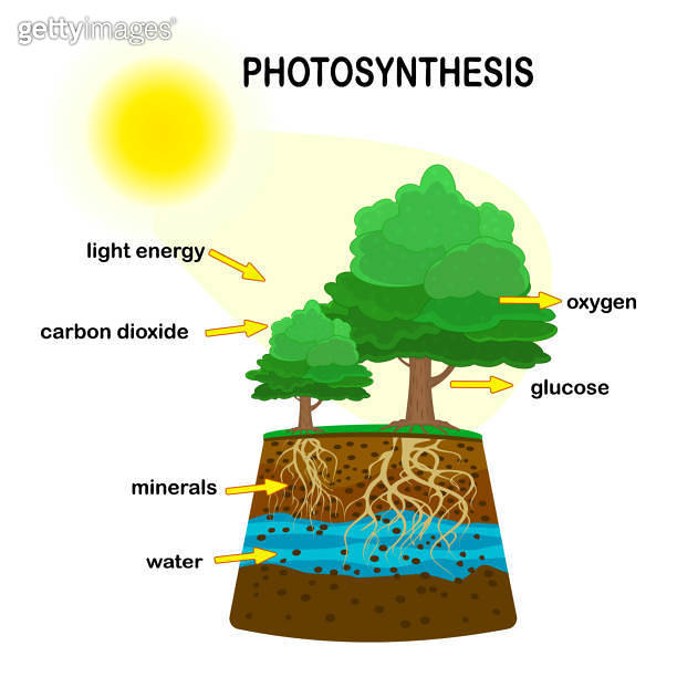 Photosynthesis diagram. Process of plant produce oxygen. Photosynthesis ...