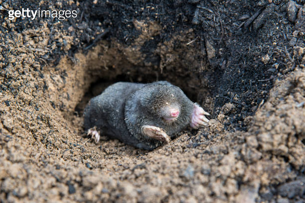Mole crawling out of the tunnel 이미지 (1469898003) - 게티이미지뱅크