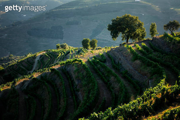 View of a verdant slope with vineyards, located in the Douro Valley in ...