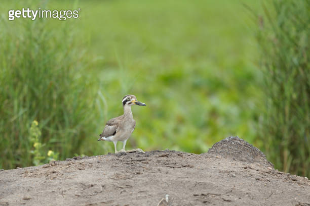 Wader bird : adult Great thick-knee (Esacus recurvirostris), also known ...
