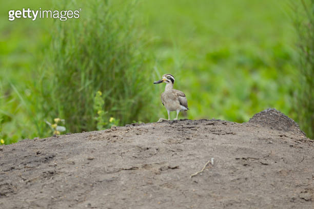 Wader bird : adult Great thick-knee (Esacus recurvirostris), also known ...