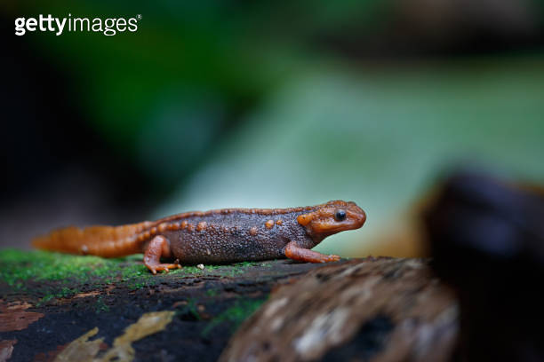 Animal : adult Himalayan newt (Tylototriton verrucosus), also known as ...