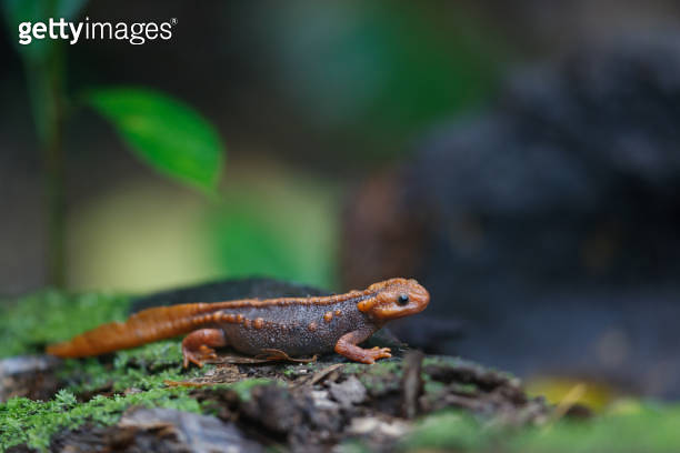 Animal : adult Himalayan newt (Tylototriton verrucosus), also known as ...