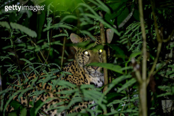 Animal : adult female Leopard (Panthera pardus). 이미지 (1598588196) - 게티이미지뱅크