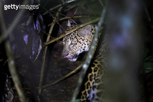 Animal : adult female Leopard (Panthera pardus). 이미지 (1598593819) - 게티이미지뱅크