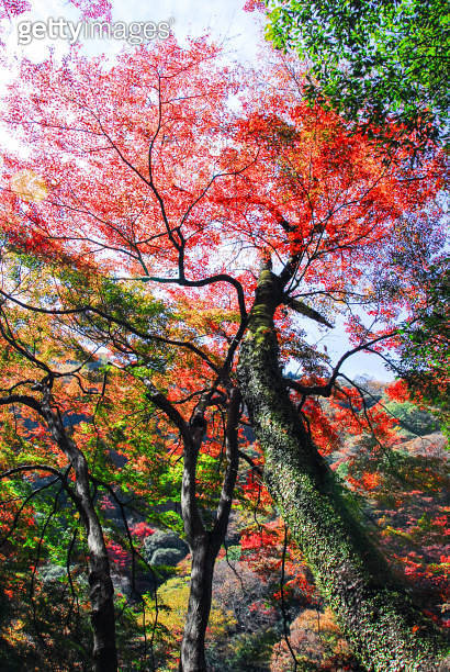 Minoh Park in sunny autumn autumn leaves on Mt. Minoh (Mino City, Osaka ...