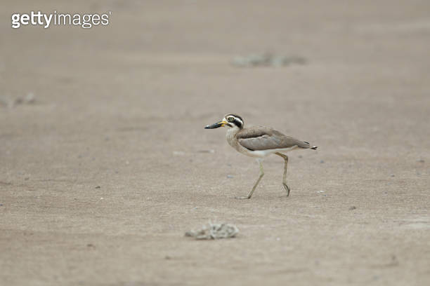 Wader bird : adult Great thick-knee (Esacus recurvirostris), also known ...