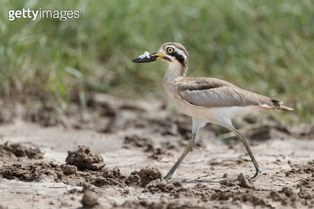 Wader bird : adult Great thick-knee (Esacus recurvirostris), also known ...