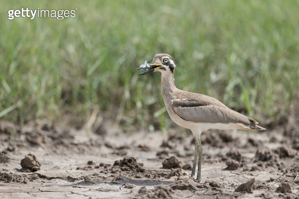 Wader bird : adult Great thick-knee (Esacus recurvirostris), also known ...