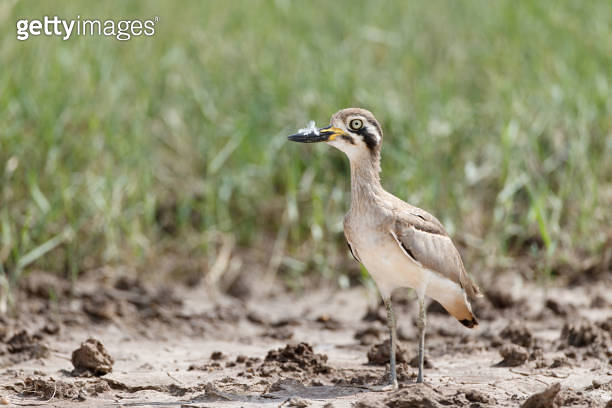Wader bird : adult Great thick-knee (Esacus recurvirostris), also known ...