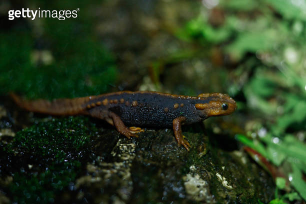 Animal : adult Himalayan newt (Tylototriton verrucosus), also known as ...