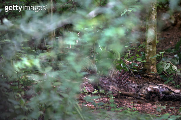 Animal :adult female Leopard (Panthera pardus). 이미지 (1598600651) - 게티이미지뱅크