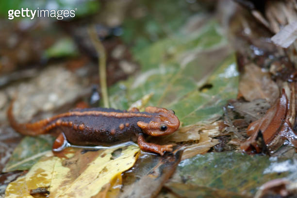 Animal : adult Himalayan newt (Tylototriton verrucosus), also known as ...
