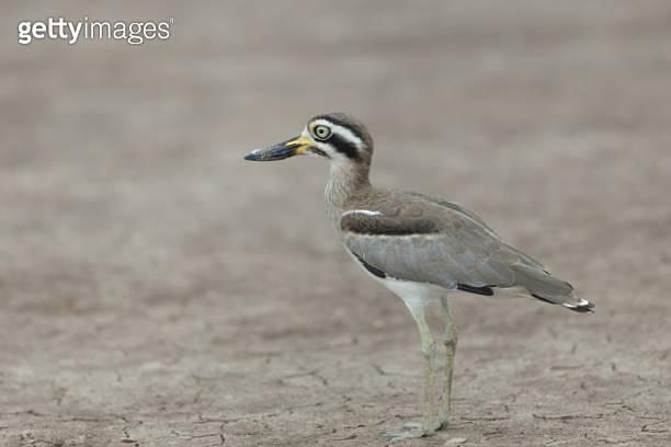 Wader bird : adult Great thick-knee (Esacus recurvirostris), also known ...