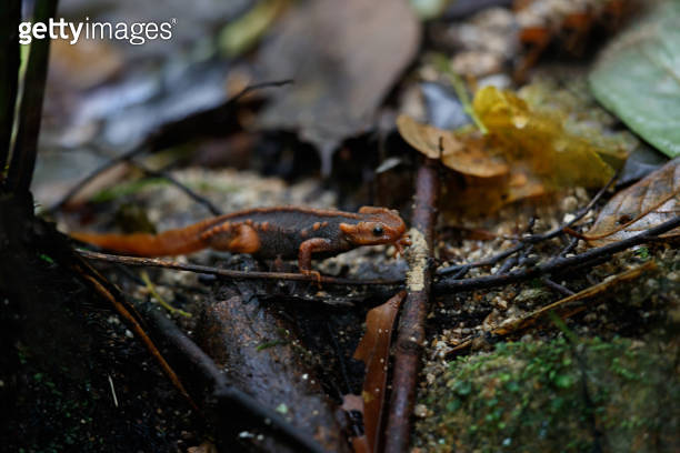 Animal : adult Himalayan newt (Tylototriton verrucosus), also known as ...