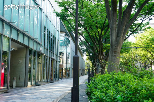Omotesando zelkova trees shining in the spring morning sun (Shibuya-ku ...