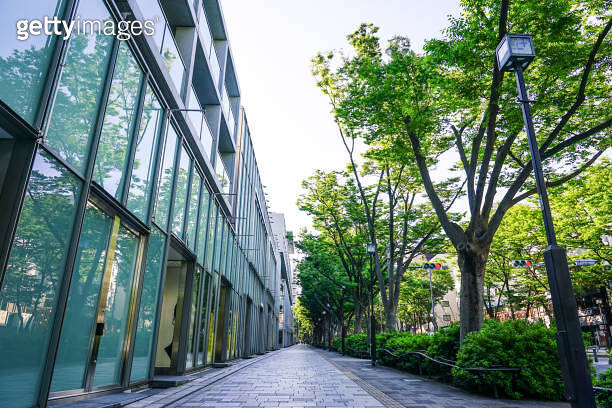 Omotesando zelkova trees shining in the spring morning sun (Shibuya-ku ...