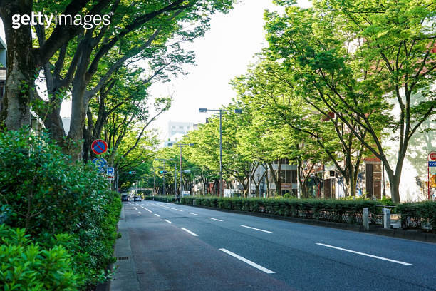 Omotesando zelkova trees shining in the spring morning sun (Shibuya-ku ...