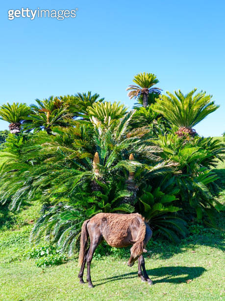 Wild horses at Cape Toi in sunny weather (Kuma City, Miyazaki ...