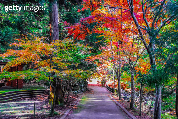 Minoh Park in sunny autumn autumn leaves on Mt. Minoh (Mino City, Osaka ...