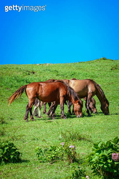 Wild horses at Cape Toi in sunny weather (Kuma City, Miyazaki ...