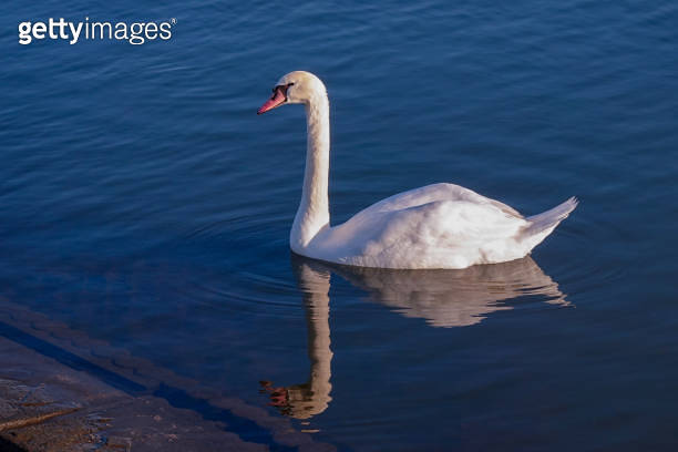 Swans around Tone River Tanuki Island (Katori City, Chiba Prefecture ...