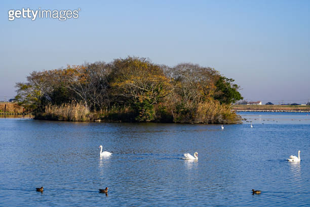 Swans around Tone River Tanuki Island (Katori City, Chiba Prefecture ...