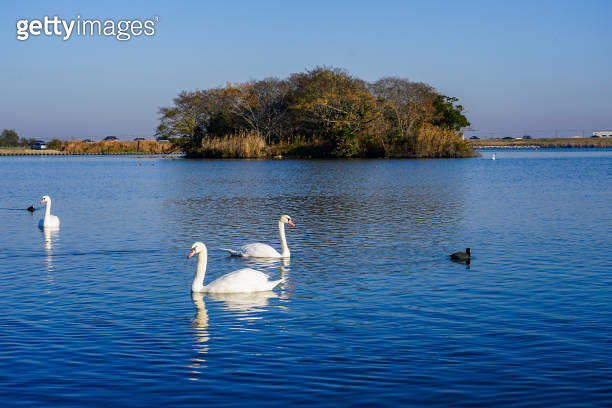 Swans around Tone River Tanuki Island (Katori City, Chiba Prefecture ...
