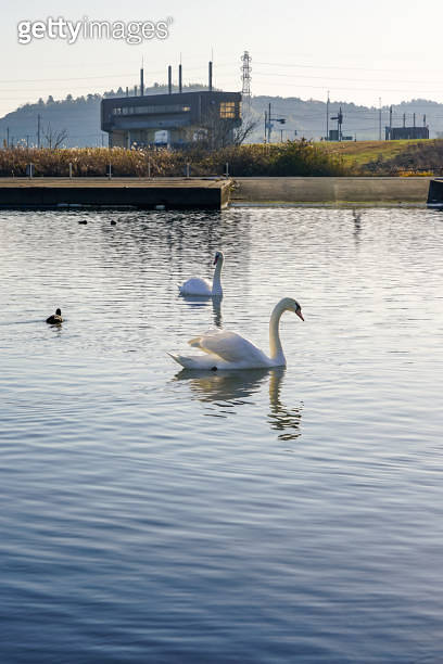 Swans around Tone River Tanuki Island (Katori City, Chiba Prefecture ...