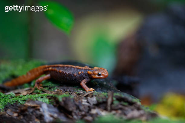 Animal : adult Himalayan newt (Tylototriton verrucosus), crocodile newt ...
