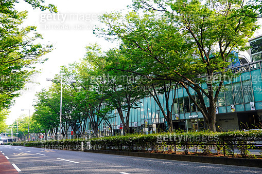 Omotesando zelkova trees shining in the morning sun (Shibuya-ku, Tokyo ...