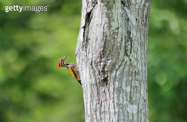 Woodpecker bird : adult male Common flameback (Dinopium Javanense ...