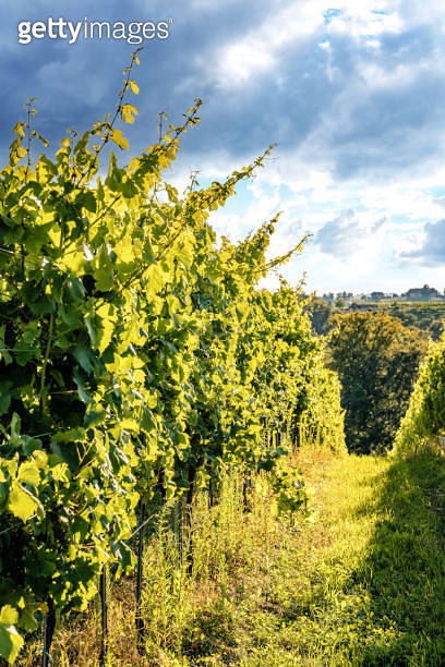 A picturesque vineyard landscape featuring vibrant grapevines and ...