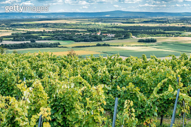 A picturesque vineyard landscape featuring vibrant grapevines and ...